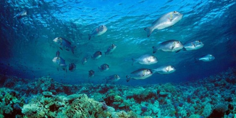 Peshkim i papritur, peshku me dhëmbë të ngjashëm me ata të njeriut ...