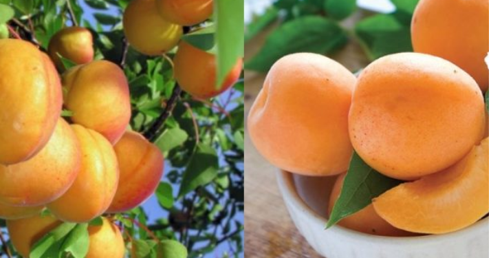 Pse duhet të hamë të paktën një kajsi në ditë?