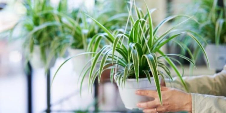 Kjo është bima e cila pastron ajrin dhe mund të qëndrojë një kohë të ...