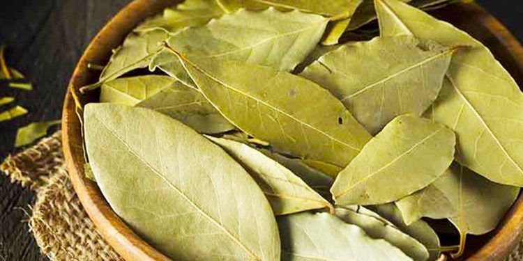 Si t’i përdorni gjethet e dafinës për gripin dhe të ftohurën