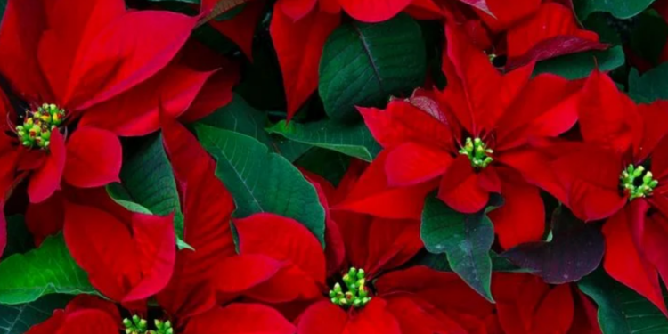 Lulja e kuqe e Krishtlindjeve, si të kujdeseni për ta pasur sa më gjatë ...