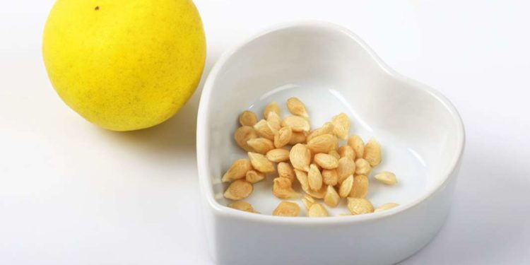 Pesë arsye pse farat e limonit janë një thesar i vërtetë i shëndetit Pesë arsye pse farat e limonit janë një thesar i vërtetë i shëndetit
