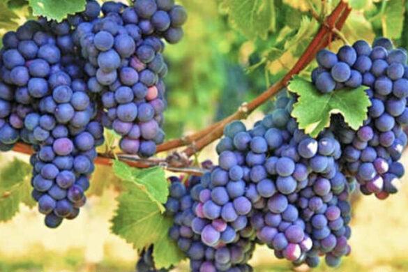 Shendetesi - Revista Kosovarja